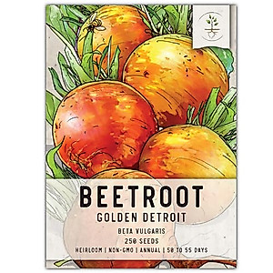 Seed Needs, Golden Detroit Beet Seeds - 250 Heirloom Seeds for Planting Beta vulgaris - Non-GMO & Untreated (1 Pack)
