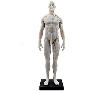 Global-Dental 11 inch Male Human Anatomical Model Art Anatomical Figure White