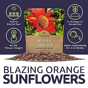 Mexican Sunflower Seeds – Extra Large Packet – Over 2,500 Open Pollinated Non-GMO Wildflower Seeds – Tithonia rotundifolia