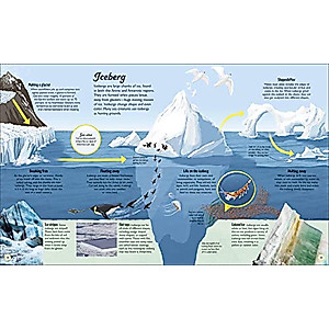 Life Cycles: Everything from Start to Finish (DK Life Cycles)