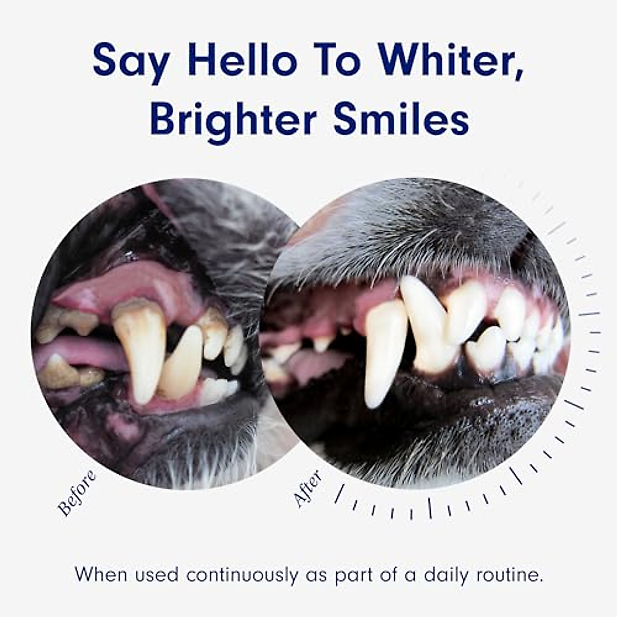 Petlab Co. Dog Dental Formula - Keep Dog Breath Fresh and Teeth Clean - Supports Gum Health - Water Additive Dental Care Targets Tartar - Packaging May Vary