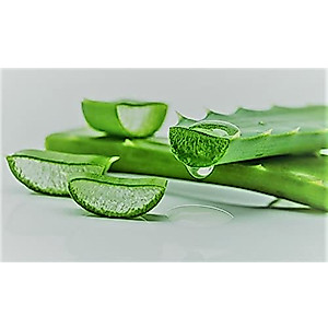 SAVILÉ Aloe Biotin Shampoo - Promotes Hair Growth, Reduces Split Ends, Adds Volume for Healthier, Thicker Hair - 2-Pack (25.36 Oz each)