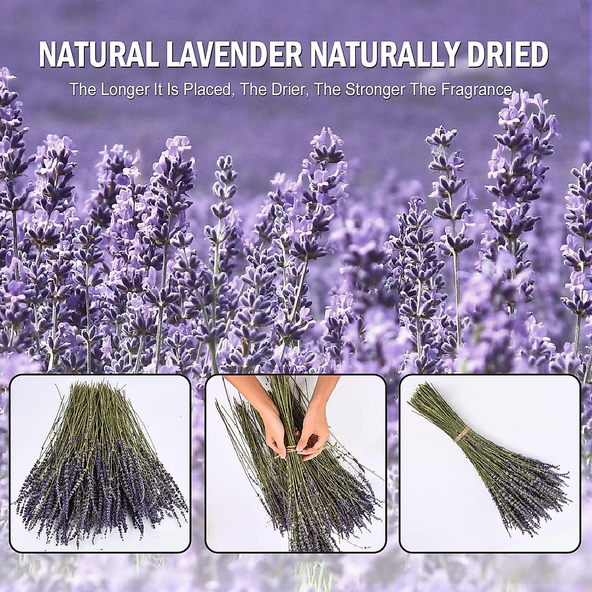 June Fox Dried Lavender Flowers 270-300 Stems 100% Natural Dried Lavender Bunches for Home Decoration, Home Fragrance, Handmade Soap Flower