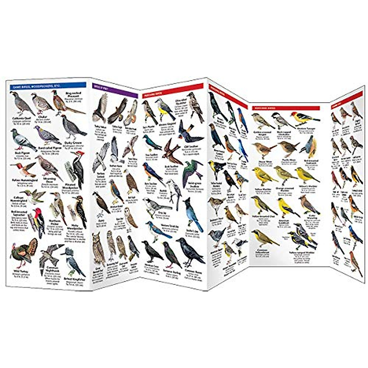 Oregon Birds: A Folding Pocket Guide to Familiar Species (Nature Observation North America)