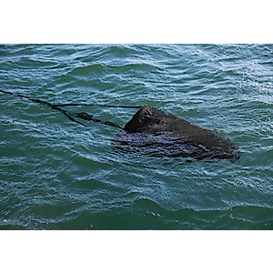 MOOCY Drift Sock with Harness Buoy (22"- Fit Boat up to 17ft)