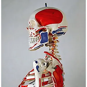 Wellden Product Anatomical Human Muscular Skeleton Model, w/Ligament, Numbered, Life Size 170cm