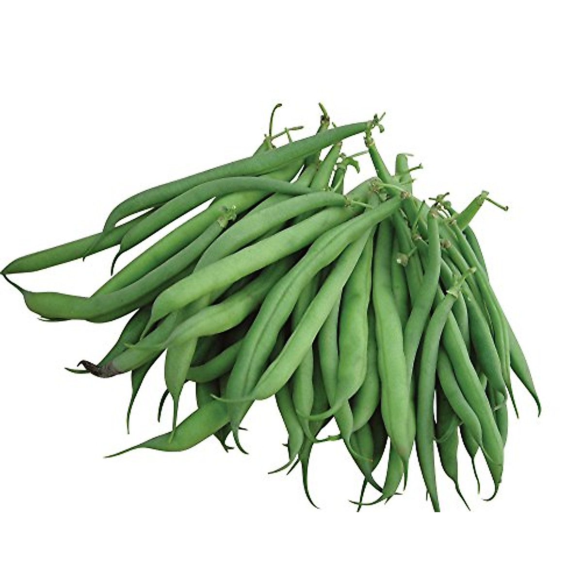 Burpee Stringless Green Pod Bush Bean Seeds 4 ounces of seed