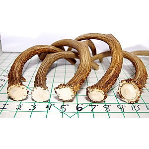 Big Dog Antler Chews - Deer Antler Dog Chew, Medium, 9 Inches to 13 Inches Long. Perfect for Your Medium to Large Size Dogs and Puppies! Grade A Premium. Happy Dog Guarantee!
