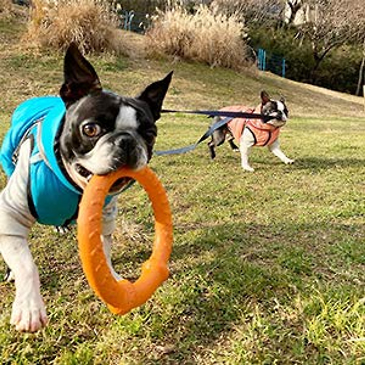 LaRoo Dog Toys for Large Dogs,Floatable Dog Flying Discs,3 Sizes Interactive Dog Ring Tug Toy, Funny Dog Teething Toys for Catch, Fetch