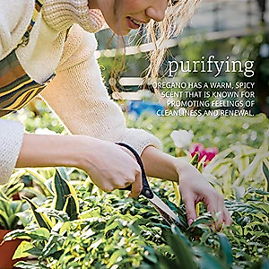 NOW Essential Oils, Organic Oregano Oil, Comforting Aromatherapy Scent, Steam Distilled, 100% Pure, Vegan, Child Resistant Cap, 1-Ounce