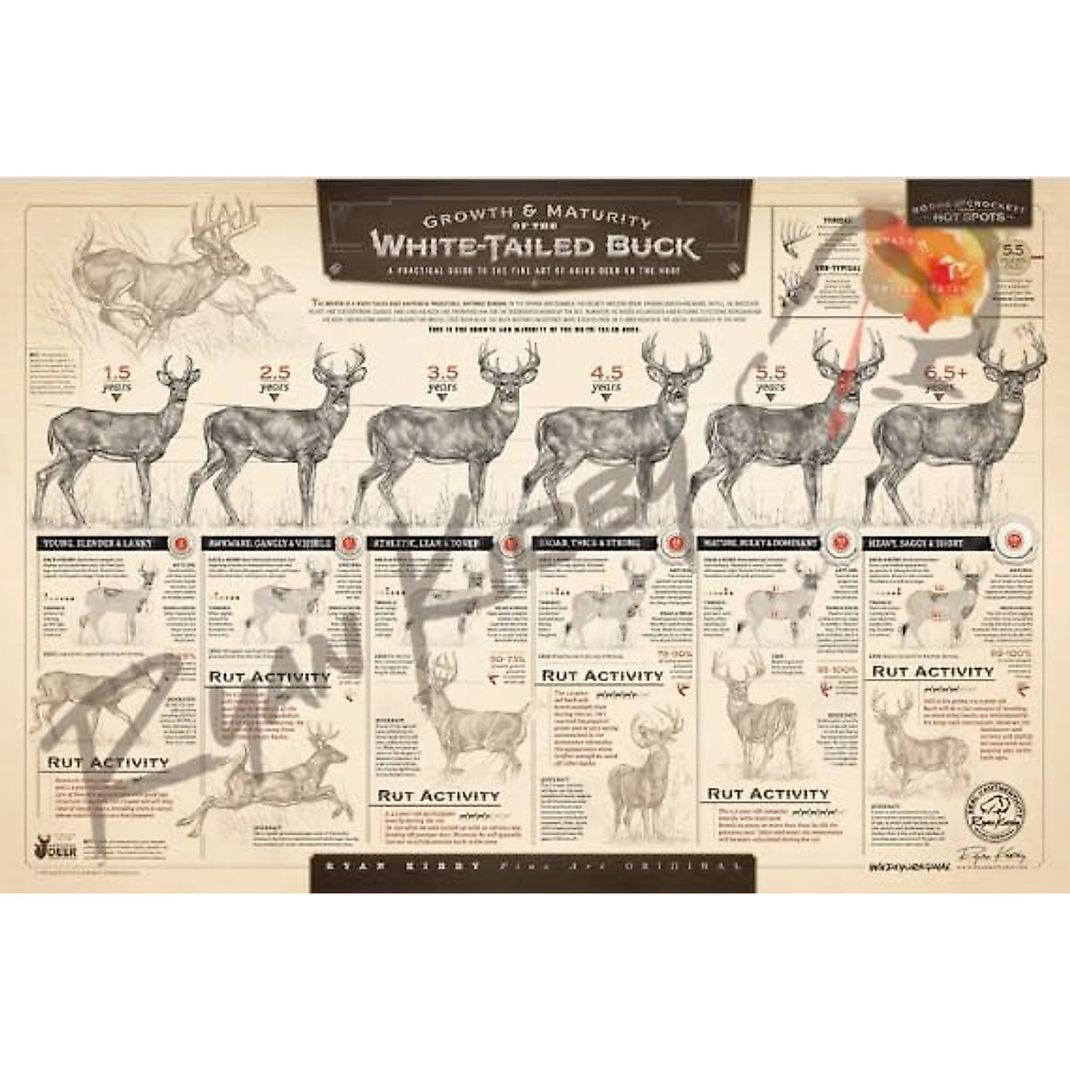 "The Growth & Maturity of the White-tailed Buck" Fine Art Paper Print