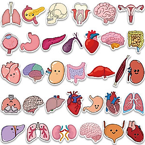 Cute Cartoon Organs Stickers, 65PCS Medical Body Organ Anatomy Stickers Pack for Kids, Teens, Waterproof Vinyl Stickers Bulk for Water Bottle, Laptop