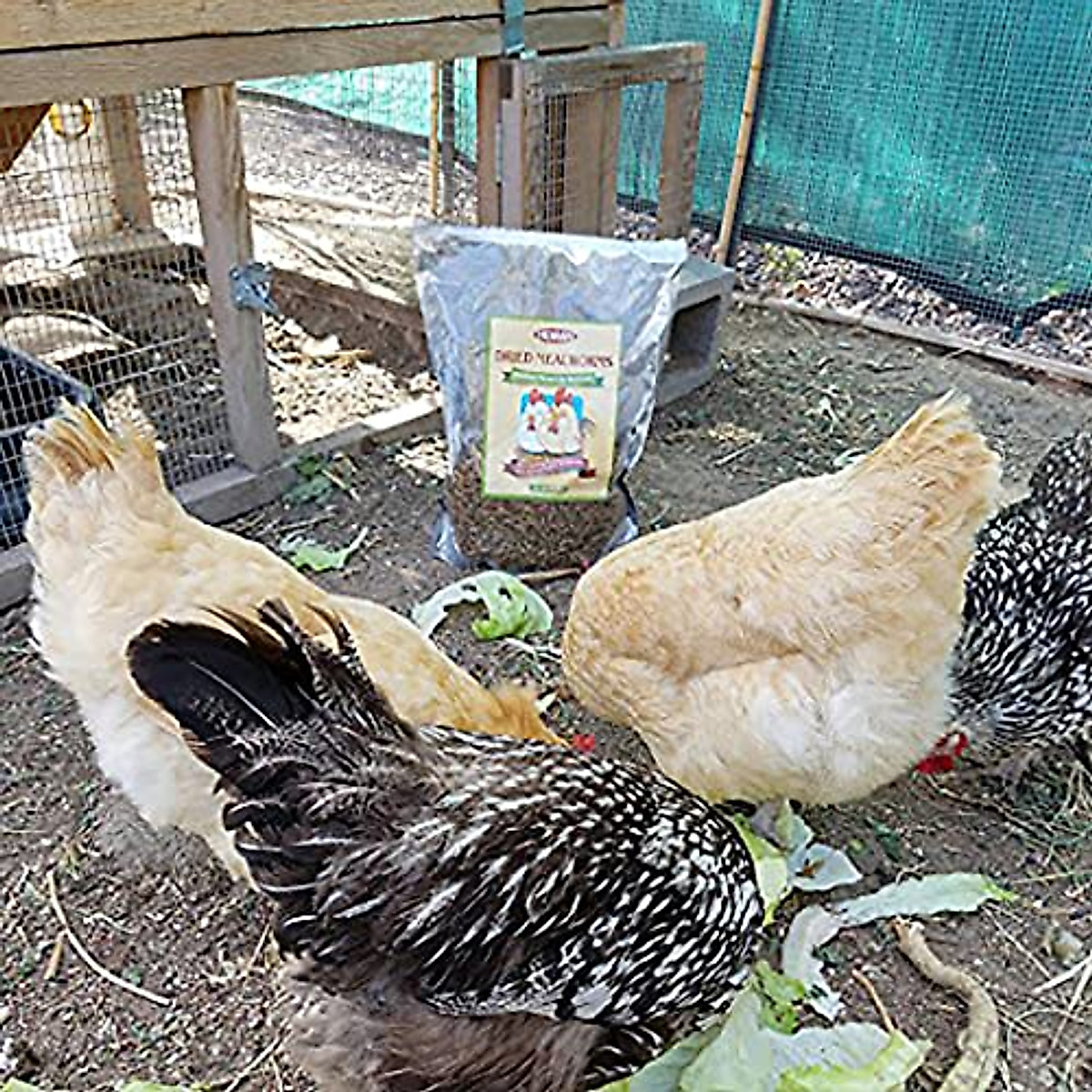 Hatortempt 10lbs Bulk Non-GMO Dried Mealworms for Reptile, Tortoise, Amphibian, Lizard, Wild Birds, Chickens, Duck, Poultry etc