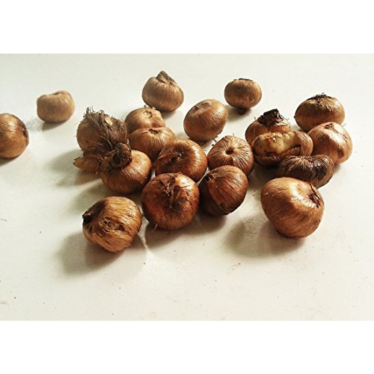 Mixed Giant Crocus - 25 Bulbs - Assorted Colors by Willard & May