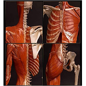 Female Anatomy Figure Painting Model - Medical Anatomical Human Muscle Bone and Skin Model - Human Skull Head Body Muscle Bone Sculpture Model - for Drawing Study