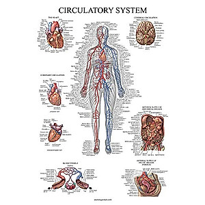 Palace Learning 3 Pack - Muscle + Skeleton + Circulatory System Anatomy Poster Set - Muscular and Skeletal System Anatomical Charts - Laminated - 18" x 24"