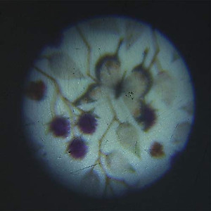 ViaGasaFamido LED Electronic Candle LightNovelty Lighting Flameless Candles Flameless Projector Candle LightCandle Rotating Night Light for Living Room Garden Home Table Decoration