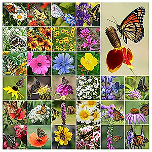 Perennial Wildflower Seeds Package with 31 Different Varieties 100,000+ Seeds, Hummingbird and Butterfly Garden Seeds, Popular Perennial Flower Seeds, Non-GMO Wildflower Seeds Mix for Your Garden