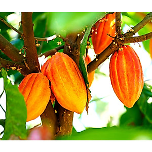 Fresh Cacao Seeds for Planting - Wet Cocoa Seeds - Make Chocolate, Great as Bonsai (4 Seeds)