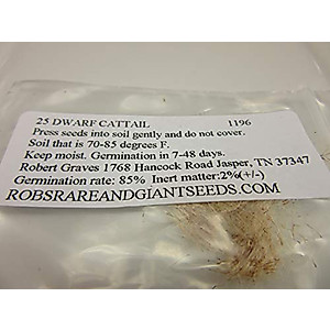 1196-Dwarf Cattails (Typha laxmannii) Seeds by Robsrareandgiantseeds UPC0764425788492 Non-GMO,Organic,USA Grower,Bonsai,Showy, Butterfly Flower,1196 Package of 25 Seeds
