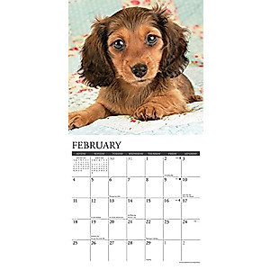 Willow Creek Press Dachshund Puppies Monthly 2024 Wall Calendar (12" x 12")