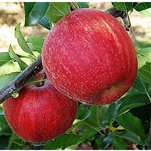 100+ Apple Seeds for Planting