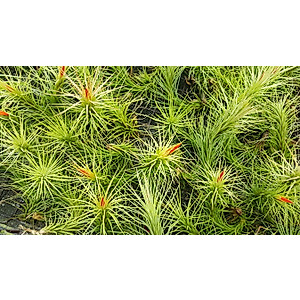 The Drunken Gnome Funkiana Air Plant Pack Tillandsia Live Easy Flowering Houseplants for Indoor Garden Office or Terrarium Choose 3 Pack 5 Pack or 10 Pack Sizes Small to Large (3 Pack)