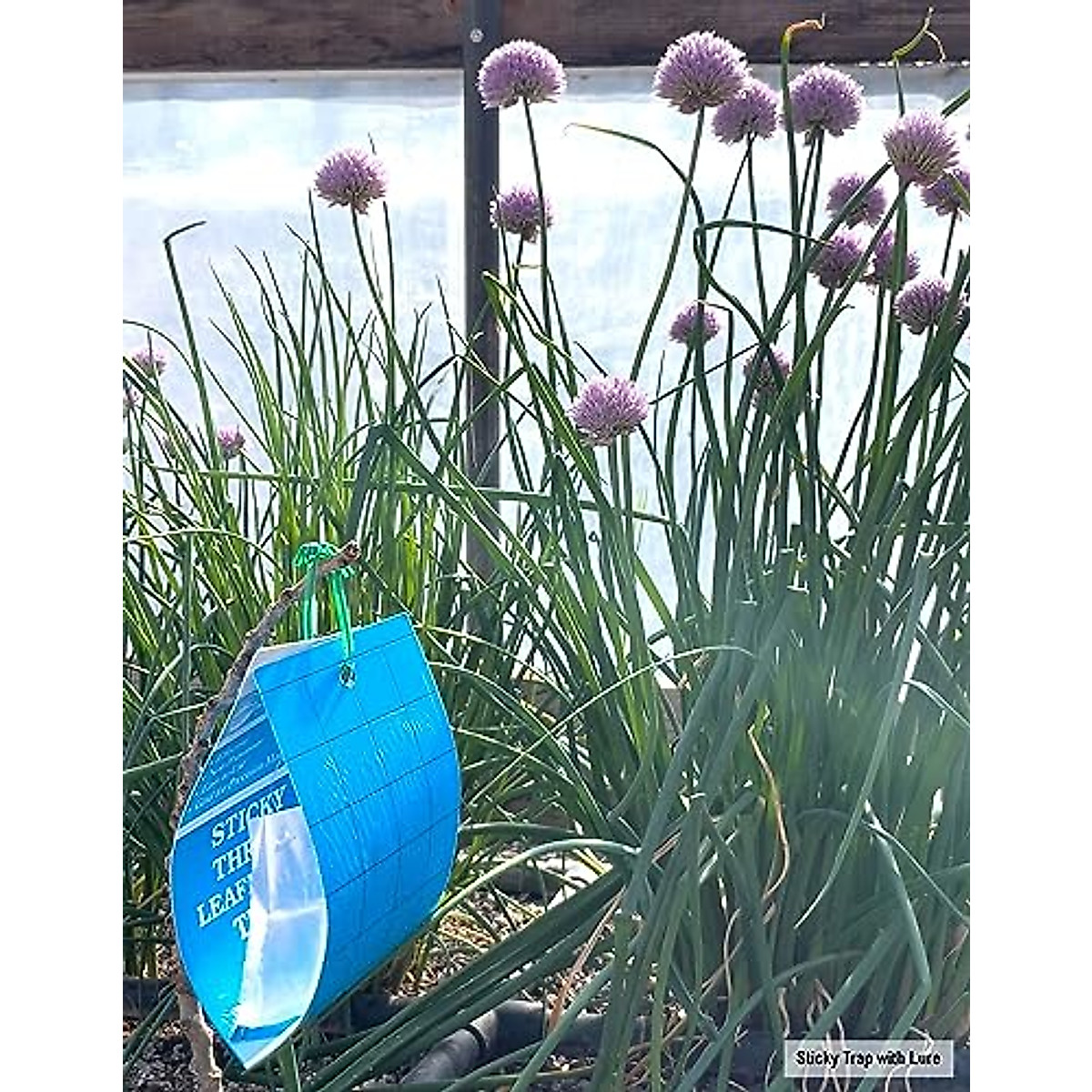 Blue Sticky Trap Thrips Leafminer Trap 15 Pack