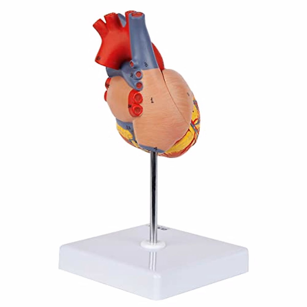 Axis Scientific Heart Model, 2-Part Deluxe Life Size Human Heart Anatomical Replica, 34 Anatomical Structures, 3D Heart Model Anatomy, Magnetic Design, Mounted Display Base, Detailed Product Manual