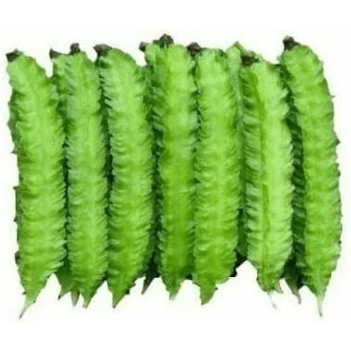 100 Seeds Winged Bean - Dau Rong - Dragon Bean - Four Angled Bean ...