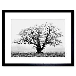 OLD OAK TREE BLACK WHITE MIST FOG PHOTO FRAMED ART PRINT PICTURE & MOUNT F12X634