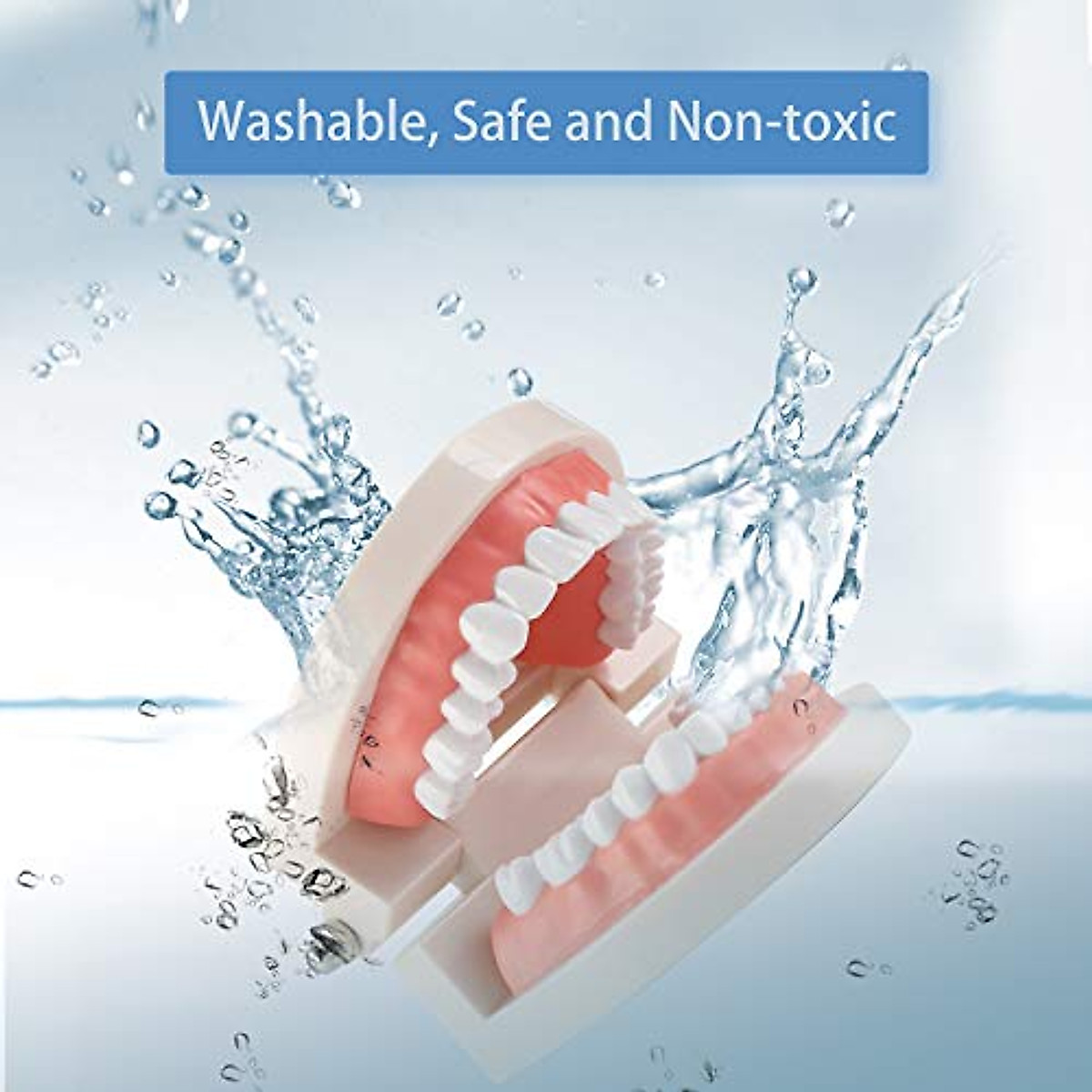 Dental Adult Standard Teeth Model, Typodont Demonstration Denture Model|Mouth Teeth Model Dental Supplies for Kids, Dentist Students, Patient, Teaching, Studying, Displaying, Educating