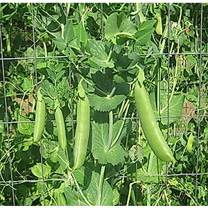 30 Sugar Snap Pea Seeds for Planting Heirloom Non GMO 7+ Grams Garden Vegetable Bulk Survival