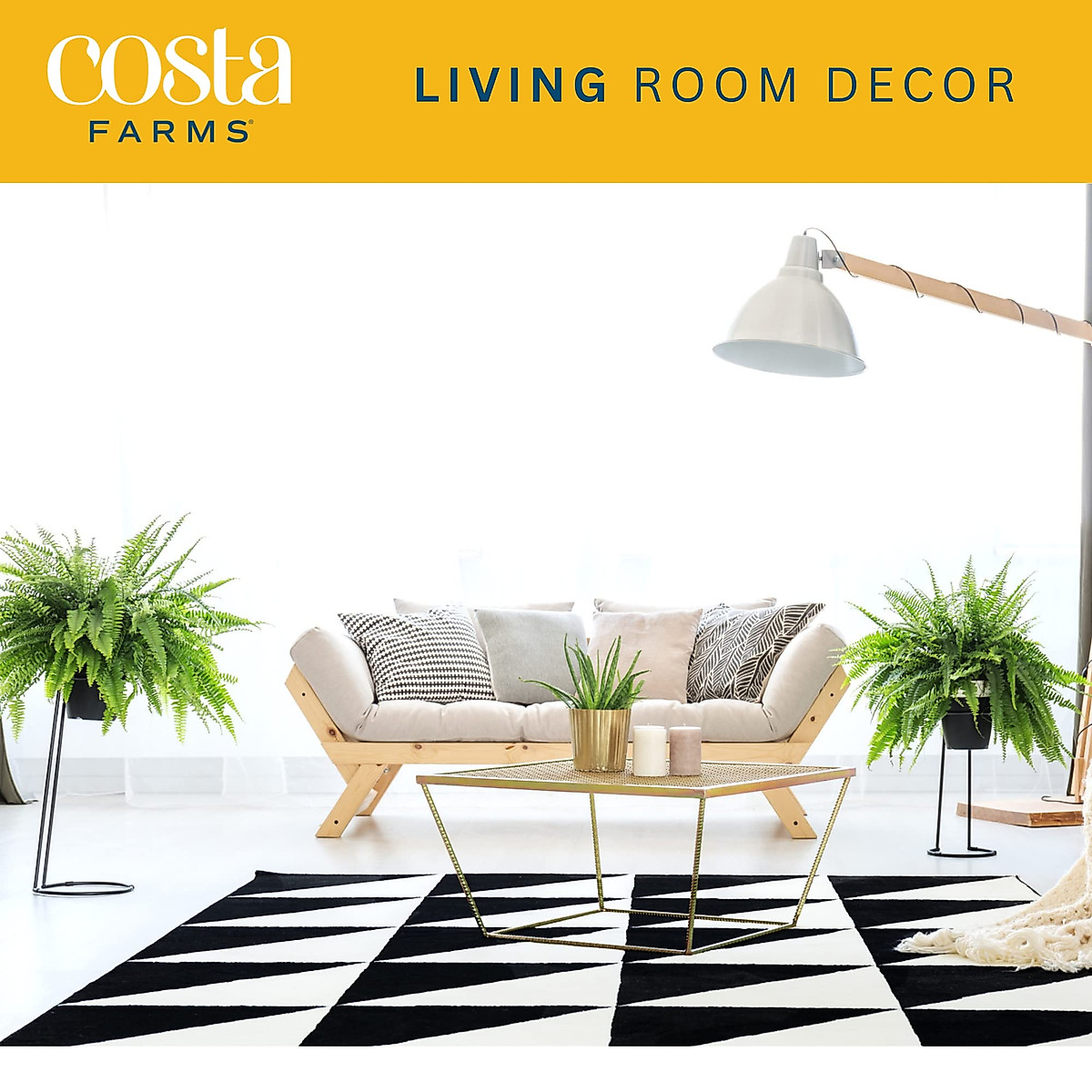 Costa Farms Ferns (2 Pack), Live Premium Boston Fern Plants in Hanging Basket Planters, Houseplants Potted in Soil Potting Mix, Outdoor Garden Gift, Beautiful Home Patio Décor, 16-Inches Tall