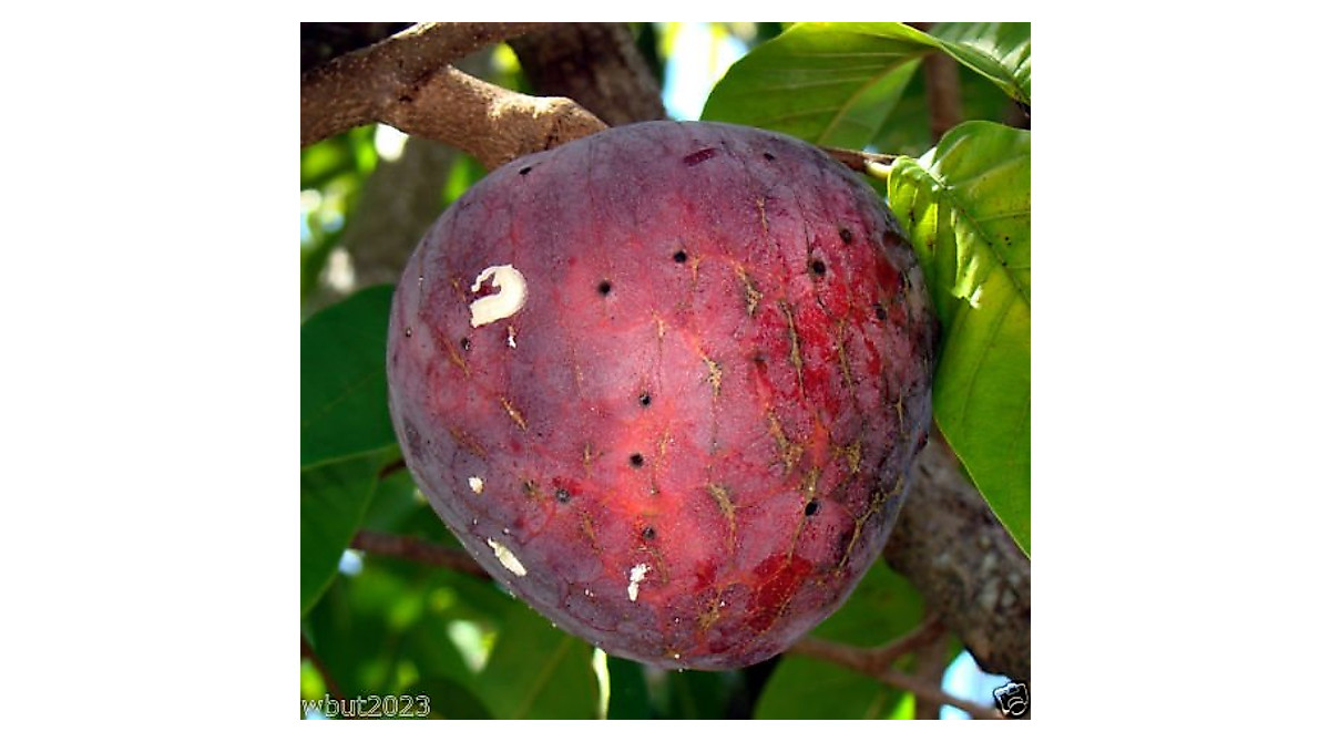 Red Custard Apple Tree Seeds - Grow Rare Jamaican Delight