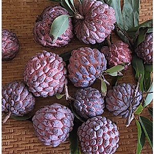 zcbang Natural Fruit Seeds Sugar Apple Seeds Custard Apple Seeds Graviola Annona 10Pcs