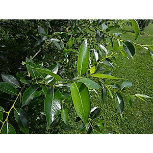 Bay Leaf Bonsai Tree Cutting - Nice Thick Trunk - Indoor/Outdoor Bonsai Tree Plant