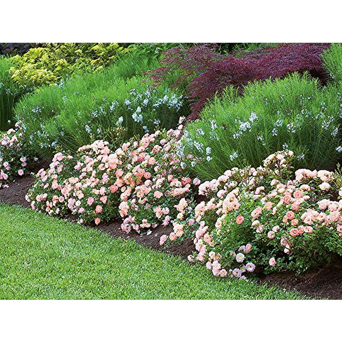 Peach Drift® Rose - Size: 1 Gallon, Live Plant, Includes Special Blend Plant Food & Planting Guide