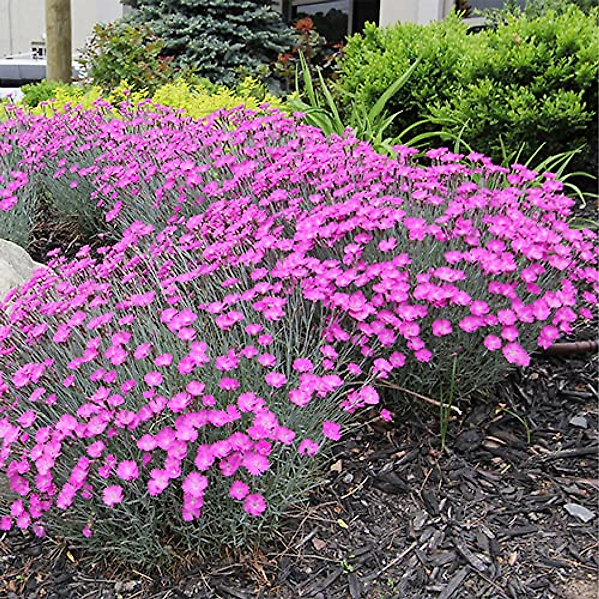 QAUZUY GARDEN 100 Seeds Pink Dianthus Cheddar Pinks Carnation Sweet William Seeds Perennial Flower Heirloom Ground Cover Easy to Grow