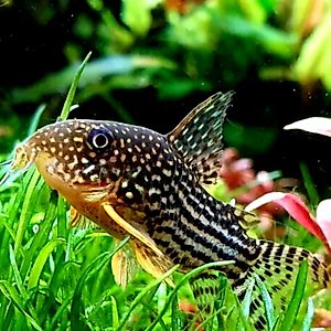 Sterbai Cory Catfish Live Fish - 4 Pack Live Freshwater Aquarium Fish