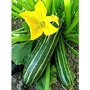 "Cocozelle Zucchini" Summer Squash Seeds for Planting, 50+ Heirloom Seeds Per Packet, (Isla's Garden Seeds), Non GMO Seeds, Botanical Name: Cucurbita Pepo, Good Home Garden Gift