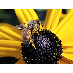 Black Eyed Susan Seeds for Planting, 5000 Seeds, Giving You Beautiful Black Eyed Susan Flowers, Non-GMO, Heirloom Seed Varieties