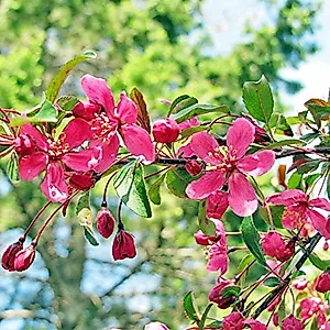 QAUZUY GARDEN 30 Seeds Flowering crabapple Seeds Crab Apple Malus Prairiefire Tree Shrub Bush Seeds- Striking Flowering Landscape Plant- Easy to Grow & Maintain
