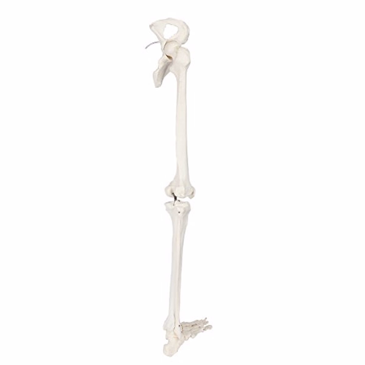 Axis Scientific Human Leg Skeleton Bundle, Life-Size 36" Anatomical Model with All Leg Bones, Removable Hip Joint and Fully Articulated Foot and Detailed Product Manual