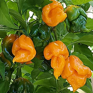 CHUXAY GARDEN Yellow Trinidad Moruga Scorpion-Capsicum Chinense,Hot Pepper 20 Seeds Vegetables Survival Gear Food Seed