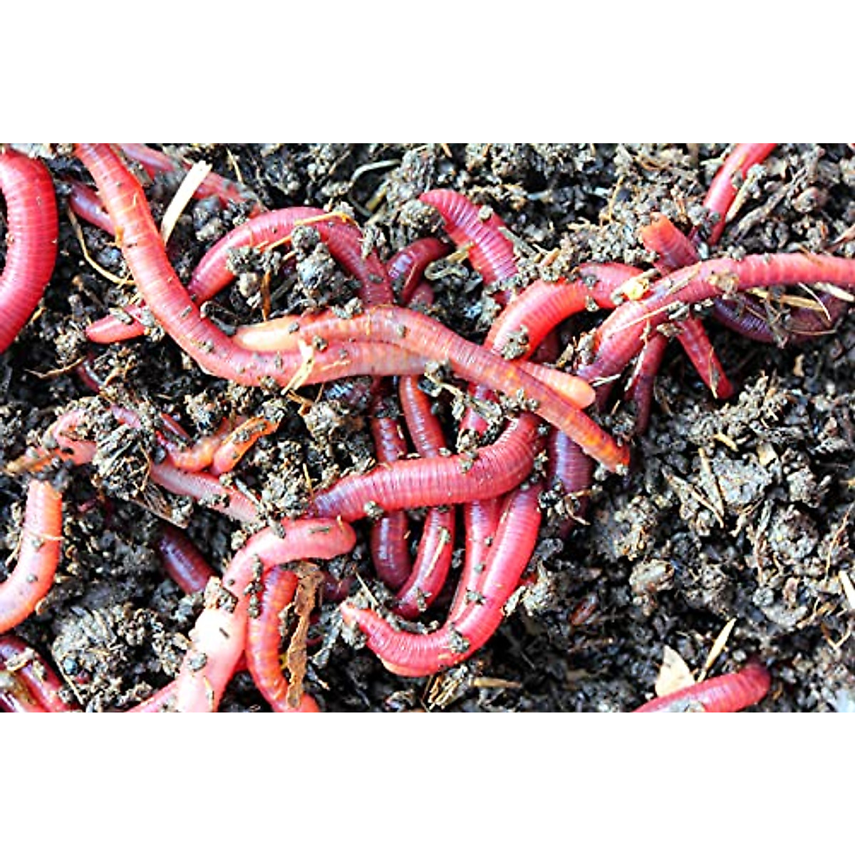 1000+ Red Wigglers Composting Worms Perfect for Worm Composting with Guaranteed Live Delivery Approximately 1 Pound Live Red Wiggler Worms Fast Delivery!