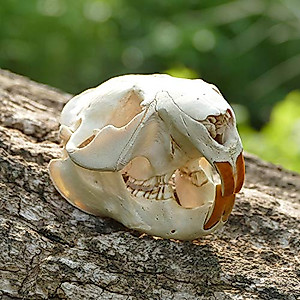 RC Beaver Skull Real Animal Skull – Professional Taxidermy Skull with Beaver Teeth Animal Skeleton Real Skull Bones
