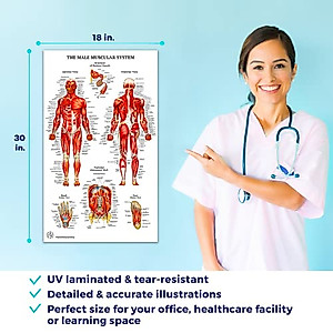 THE ART OF SCIENCE 2-Pack Muscular System Posters - Male and Female Muscle System Models - Human Anatomy Posters, Medical Posters, Human Body Posters - Laminated - 18x30