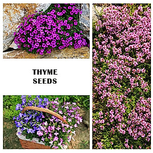 3000+ Mix Creeping Thyme Seeds Ground Cover for Planting - 6 Colours Individually Packed Thymus Serpyllum Heirloom Blue, Purple, White, Red, Green, Yellow Beautiful Perennial Flower