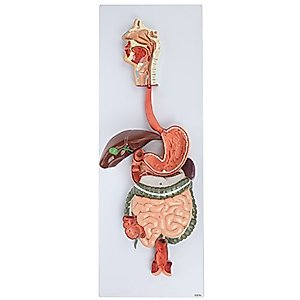 Axis Scientific Human Digestive System Model | Half Life-Size Digestive System Displays Opened Organs | Includes GI-Tract and Colon | Includes Product Manual